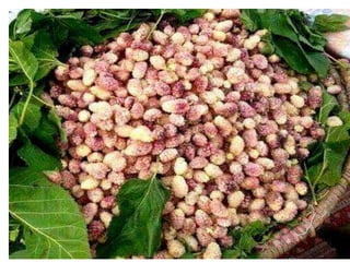 Gilgit baltistan important fruits A Series of Presentation Complied By ...