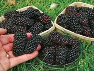 Gilgit baltistan important fruits A Series of Presentation Complied By ...