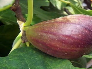 Gilgit baltistan important fruits A Series of Presentation Complied By ...