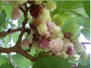 Gilgit baltistan important fruits A Series of Presentation Complied By ...