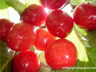 Gilgit baltistan important fruits A Series of Presentation Complied By ...