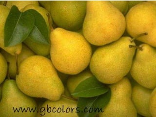 Gilgit baltistan important fruits A Series of Presentation Complied By ...