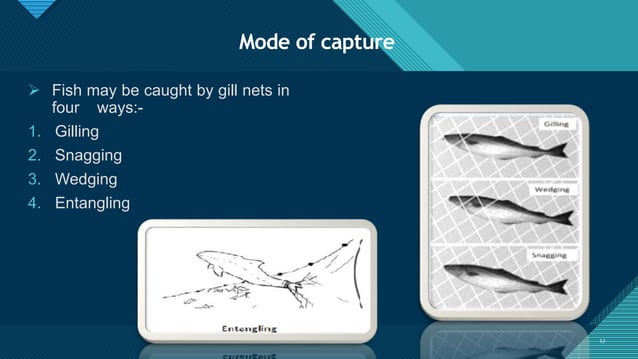 Gill net | PPTX | Fishing Sports | Sports
