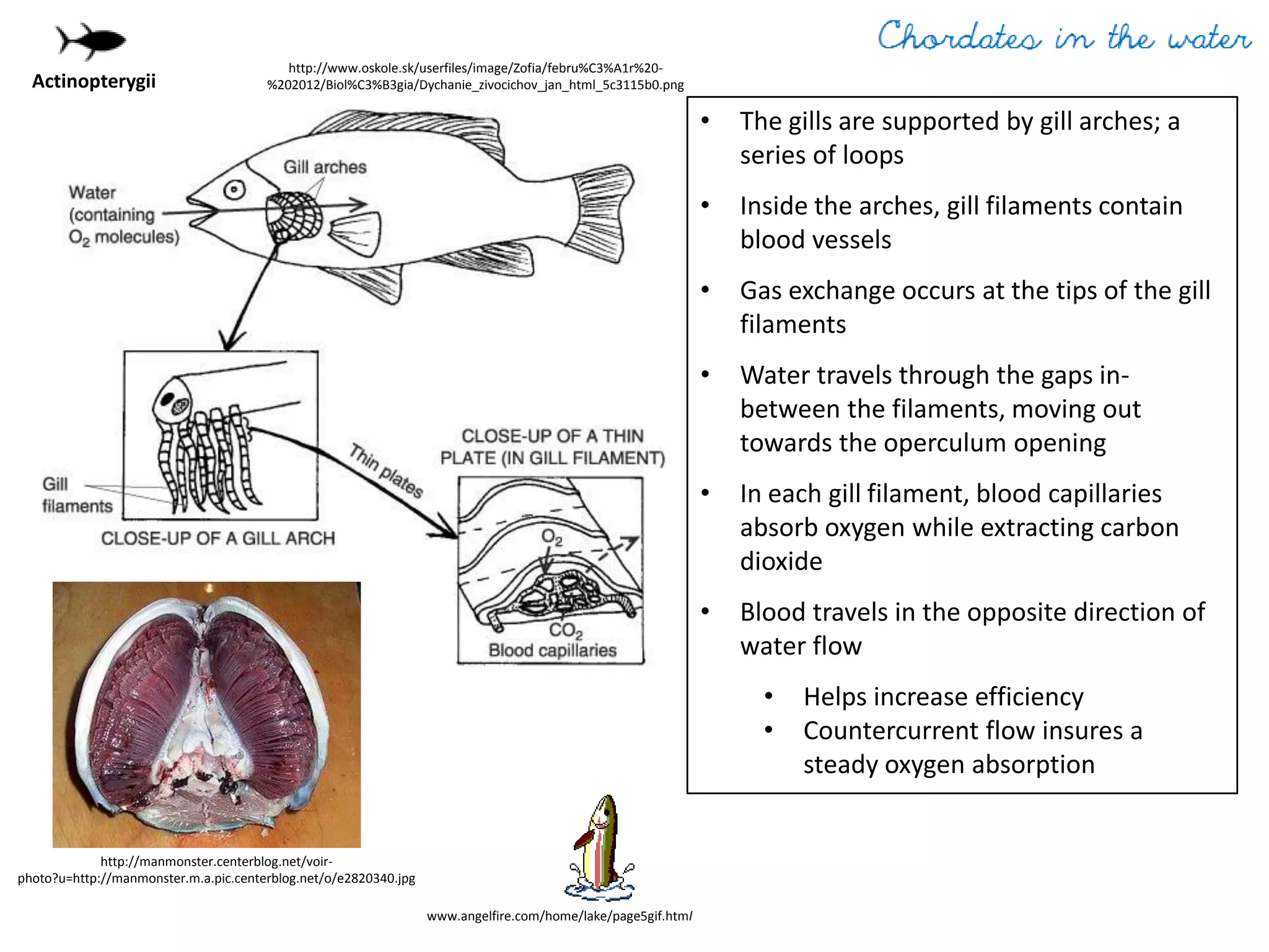 Gills to lungs | PPTX