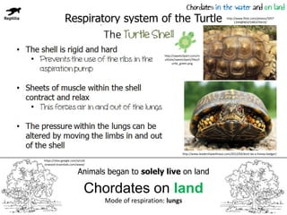 Gills to lungs | PPTX