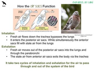 Gills to lungs | PPTX