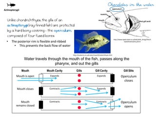 Gills to lungs | PPTX