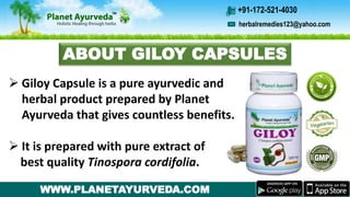 Giloy Capsules (Tinospora Cordifolia) - Ayurvedic, Medicinal Properties ...