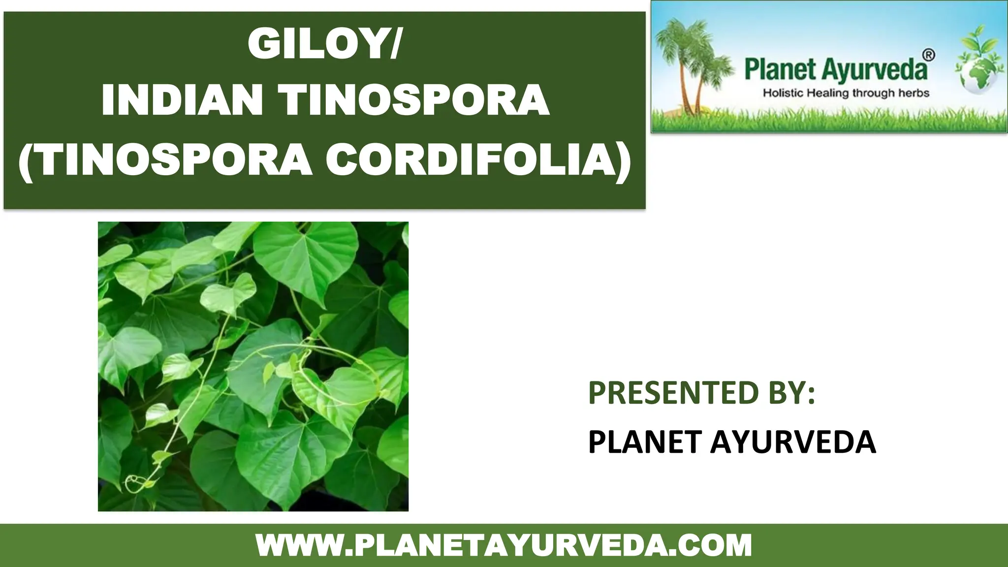 Giloy in Ayurveda - Classical Categorization and Synonyms | PDF