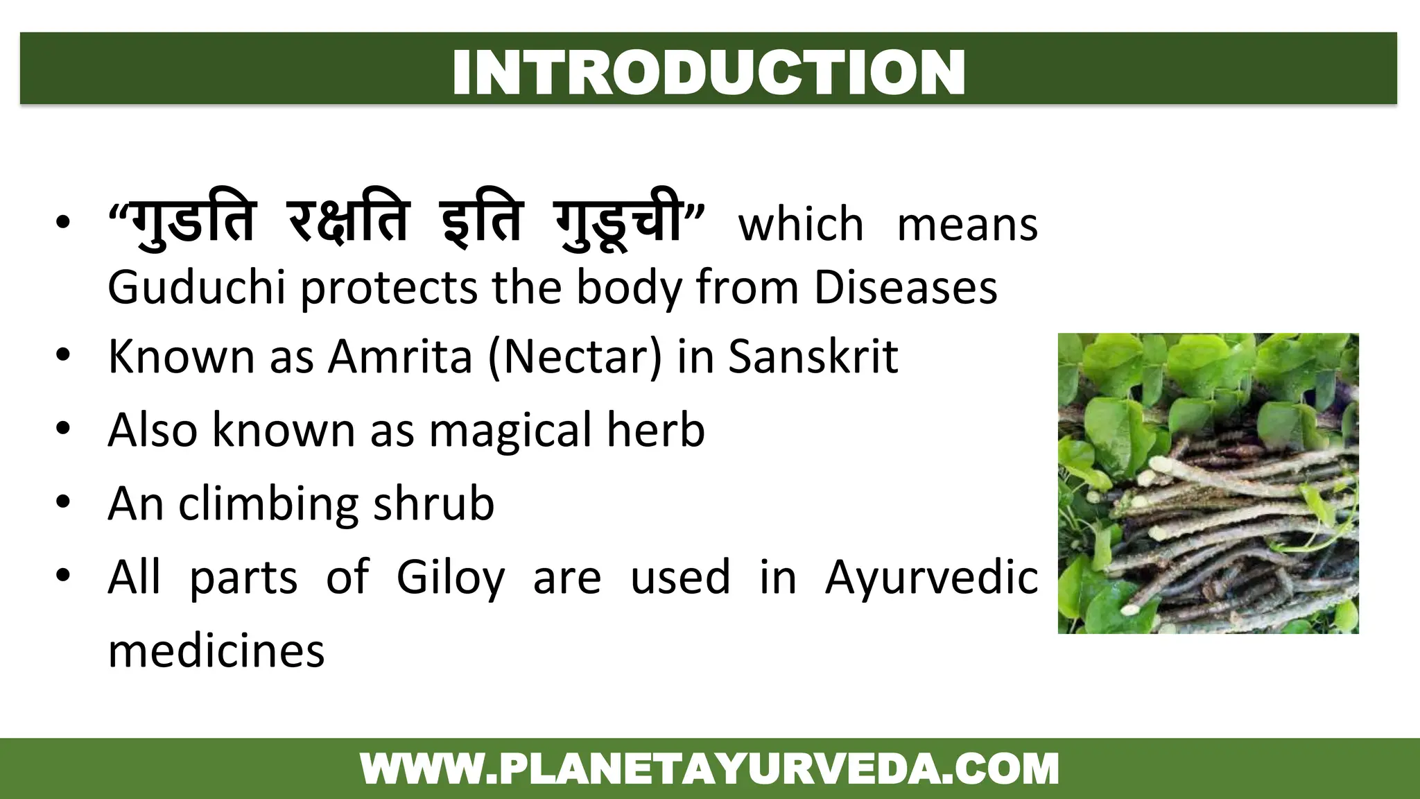 Giloy in Ayurveda - Classical Categorization and Synonyms | PDF
