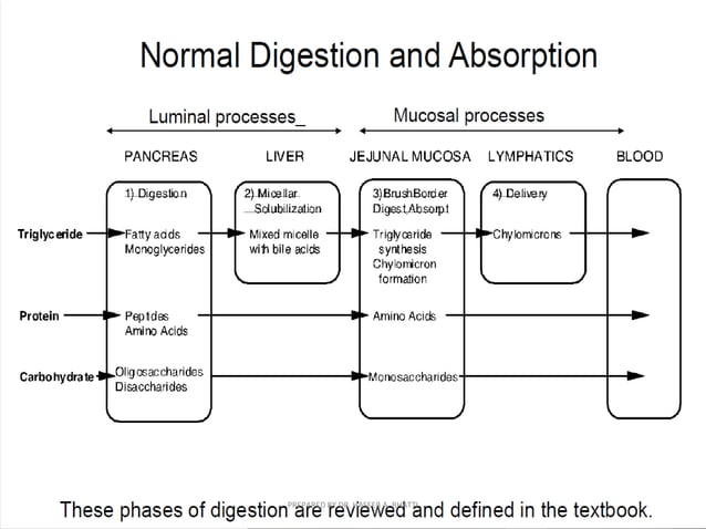 Gastro-Intestinal Malabsorption | PPT | Digestive Disorders | Diseases ...