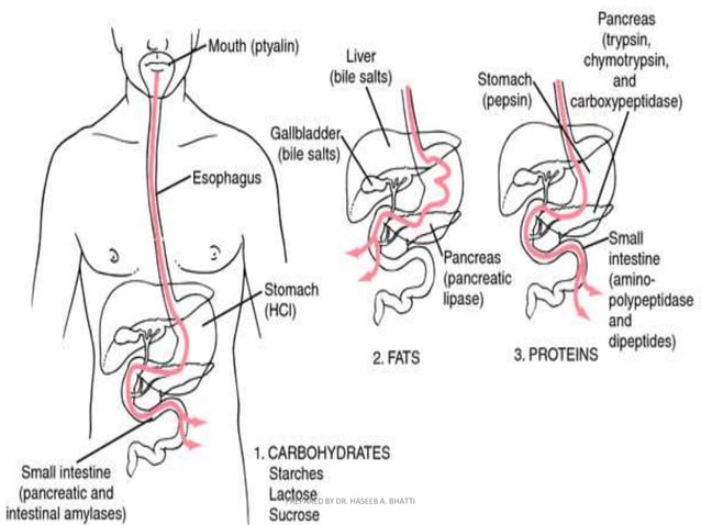 Gastro-Intestinal Malabsorption | PPT | Digestive Disorders | Diseases ...
