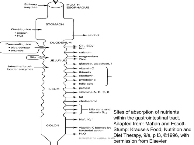 Gastro-Intestinal Malabsorption | PPT | Digestive Disorders | Diseases ...