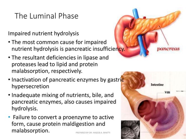 Gastro-Intestinal Malabsorption | PPT | Digestive Disorders | Diseases ...