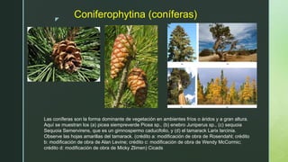 Gimnosperma, pricipales características, estructura, función y ejemplos ...