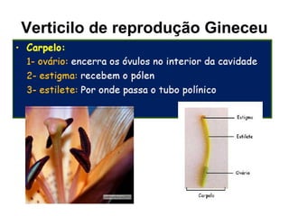 Gimnosperma e angiosperma | PPT