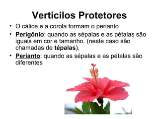 Gimnosperma e angiosperma | PPT