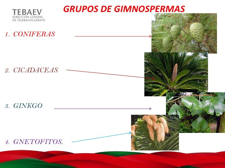 Gimnospermas