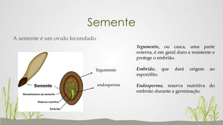 Gimnospermas -- Biologia GRUPOS SLIDE COMPLETO | PPTX