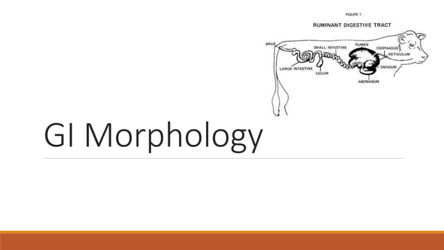 Gi morphology | PPT