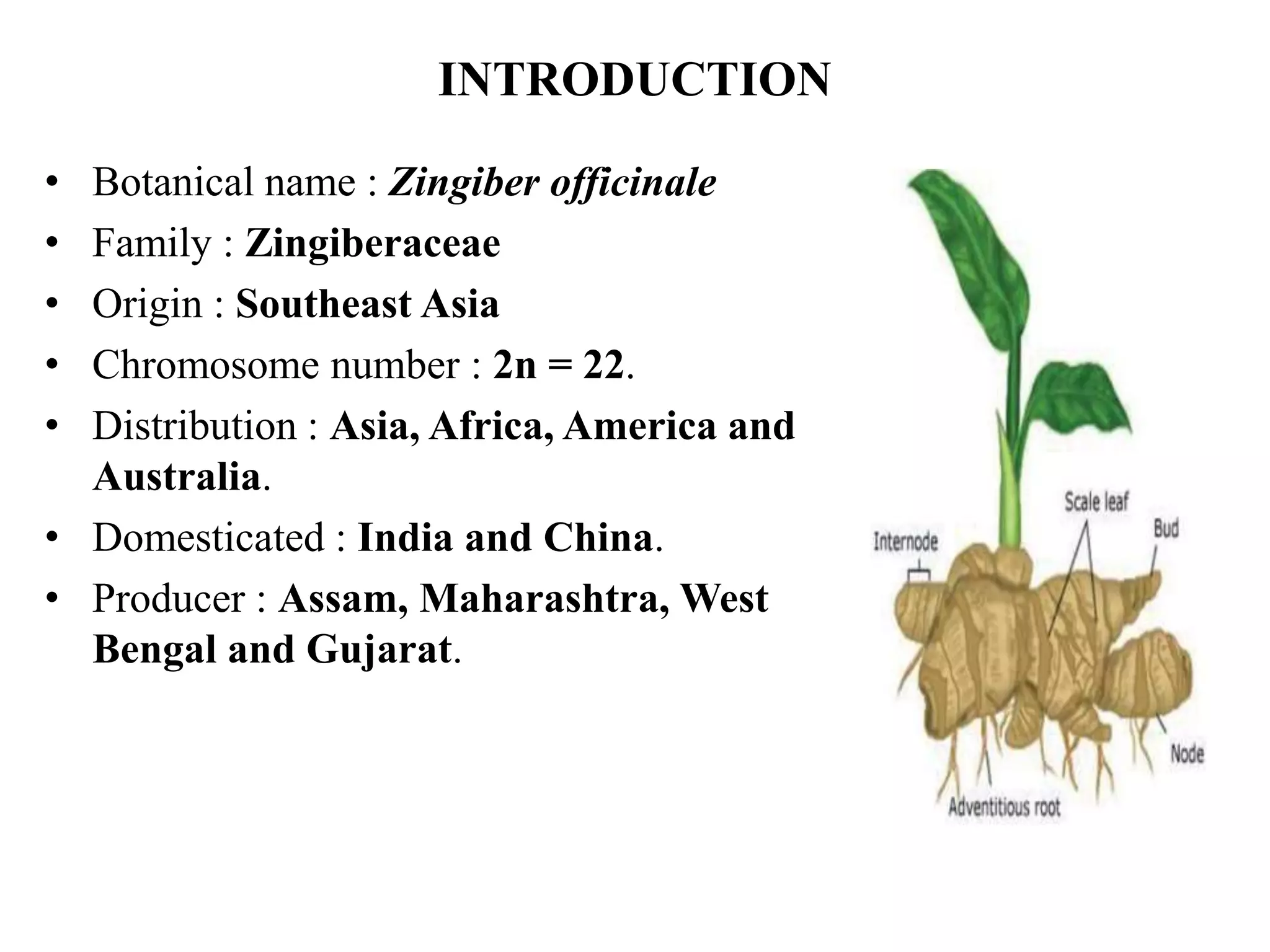CROP IMPROVEMENT OF GINGER | PPTX