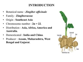 Rhizome Ginger Biological Name
