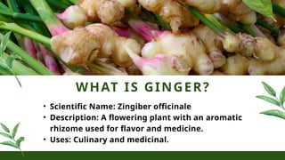 Ginger: Health Benefits, Uses, and More! | PPTX