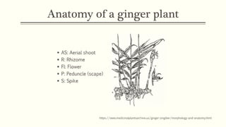 Ginger Flower Anatomy
