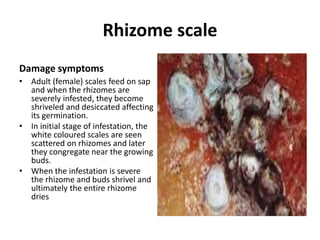 Ginger insects A Lecture By Allah Dad Khan Provincial Coordinator IPM ...