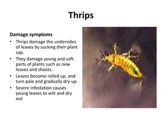 Ginger insects A Lecture By Allah Dad Khan Provincial Coordinator IPM ...