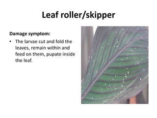 Ginger insects A Lecture By Allah Dad Khan Provincial Coordinator IPM ...