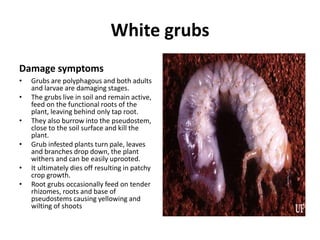 Ginger insects A Lecture By Allah Dad Khan Provincial Coordinator IPM ...