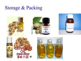 Ginger pilot ppt copy | PPTX | Perfume and Fragrance | Beauty