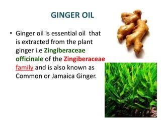 Ginger pilot ppt copy | PPTX | Perfume and Fragrance | Beauty
