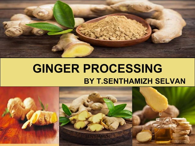 Ginger processing(FROM FIELD TO FORK) | PPTX | Gardening | Home & Garden