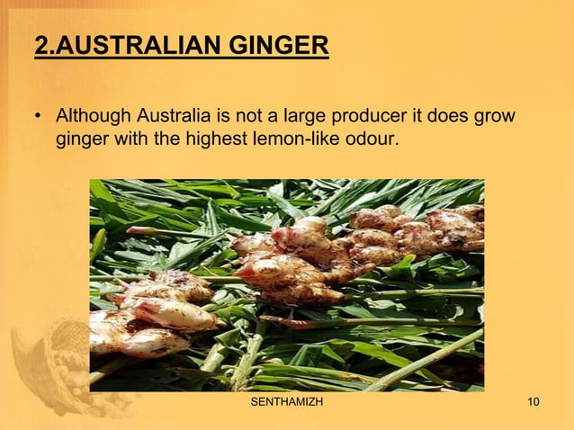 Ginger processing(FROM FIELD TO FORK) | PPTX | Gardening | Home & Garden