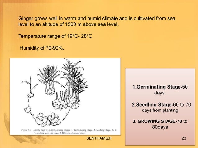 Ginger processing(FROM FIELD TO FORK) | PPTX | Gardening | Home & Garden