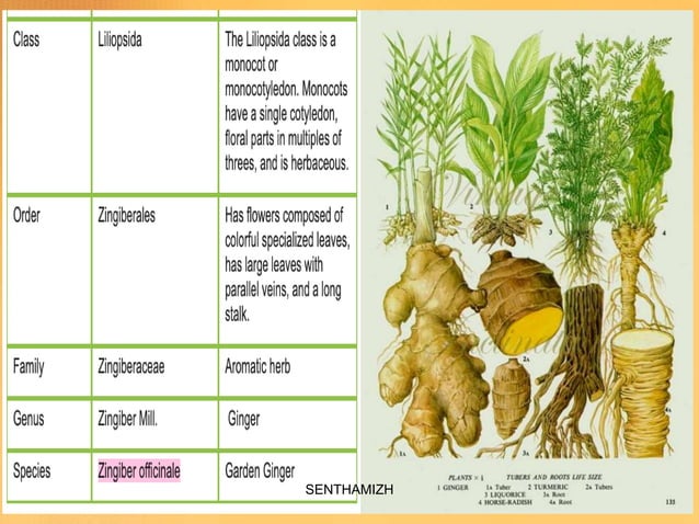 Ginger processing(FROM FIELD TO FORK) | PPTX | Gardening | Home & Garden