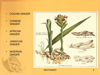 Ginger processing(FROM FIELD TO FORK) | PPTX