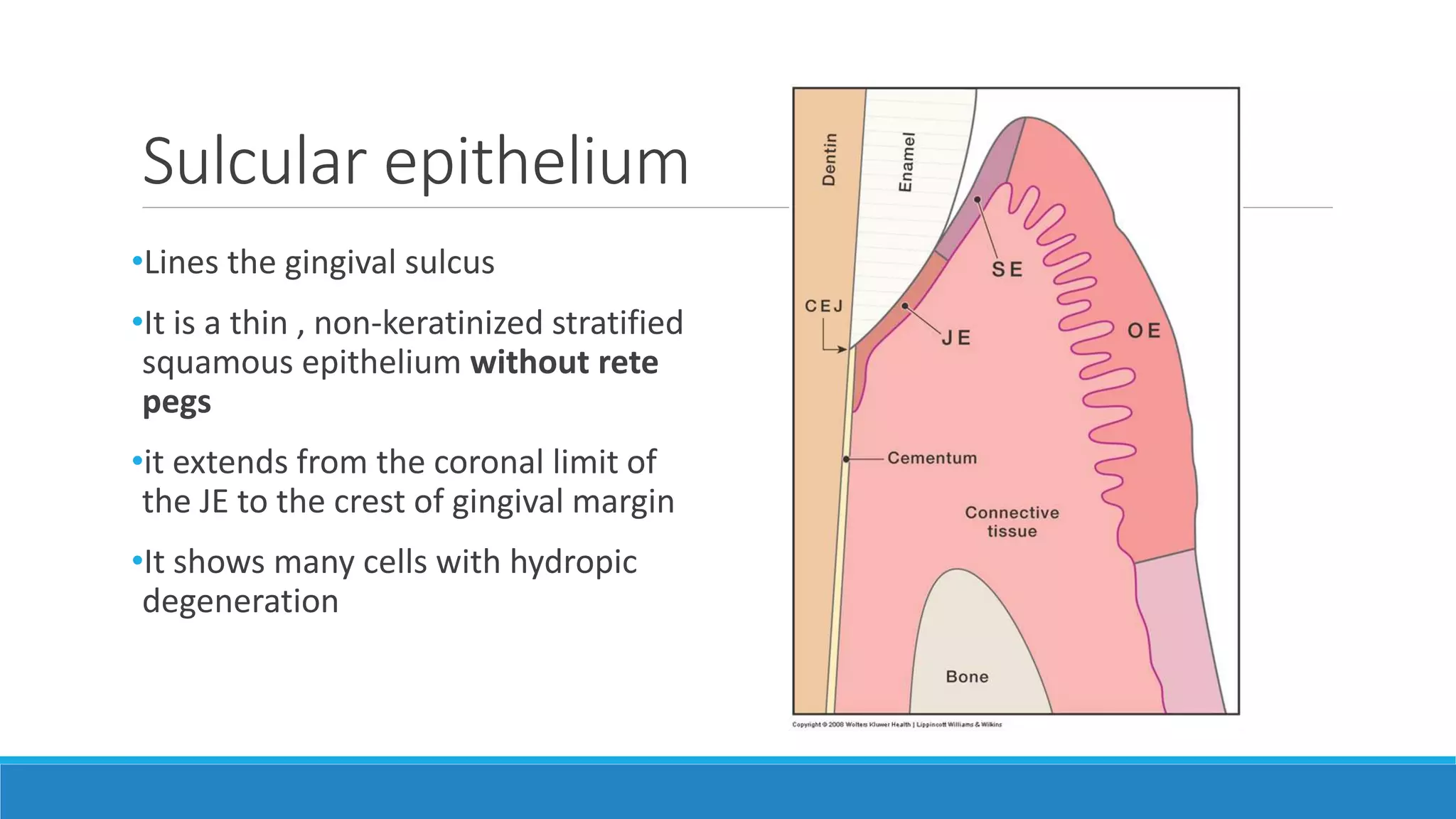 Gingiva | PPTX