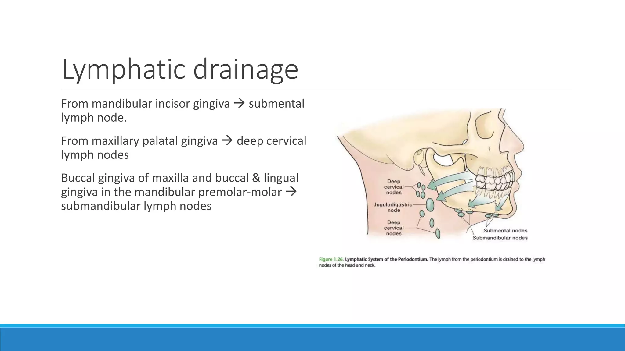 Gingiva | PPTX