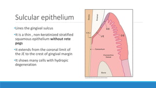 Sulcular Epithelium