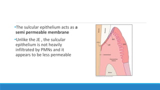 Sulcular Epithelium