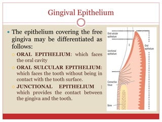 Gingiva | PPTX