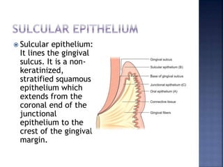 Gingiva | PPTX