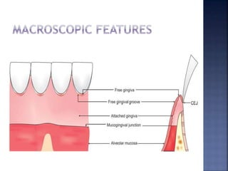 Gingiva | PPTX