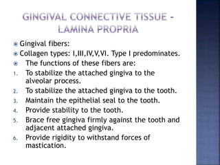 Gingiva | PPTX