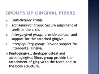 Gingiva | PPTX