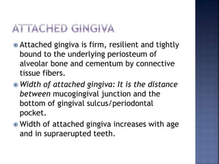 Gingiva | PPTX