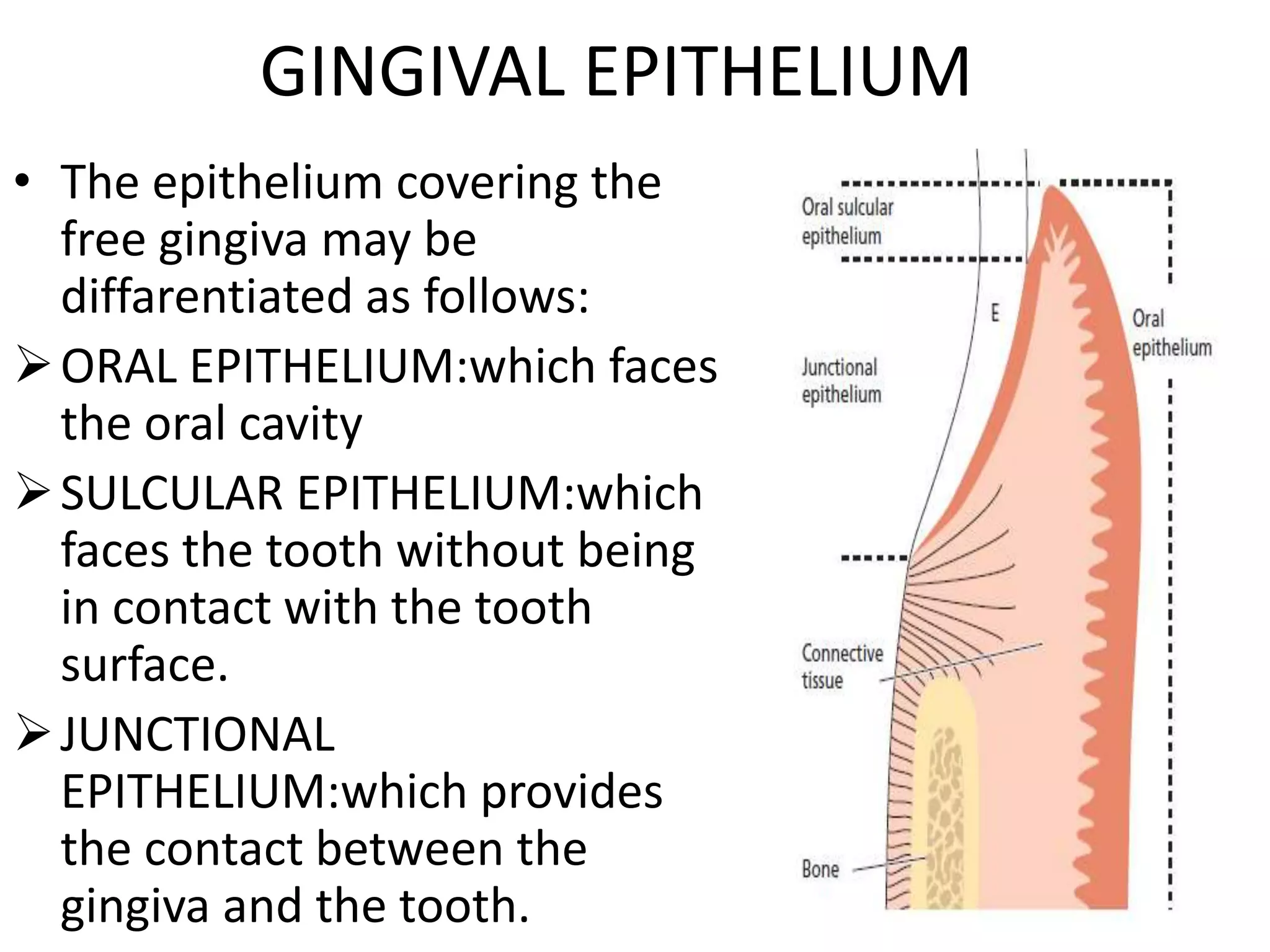 Gingiva | PPTX